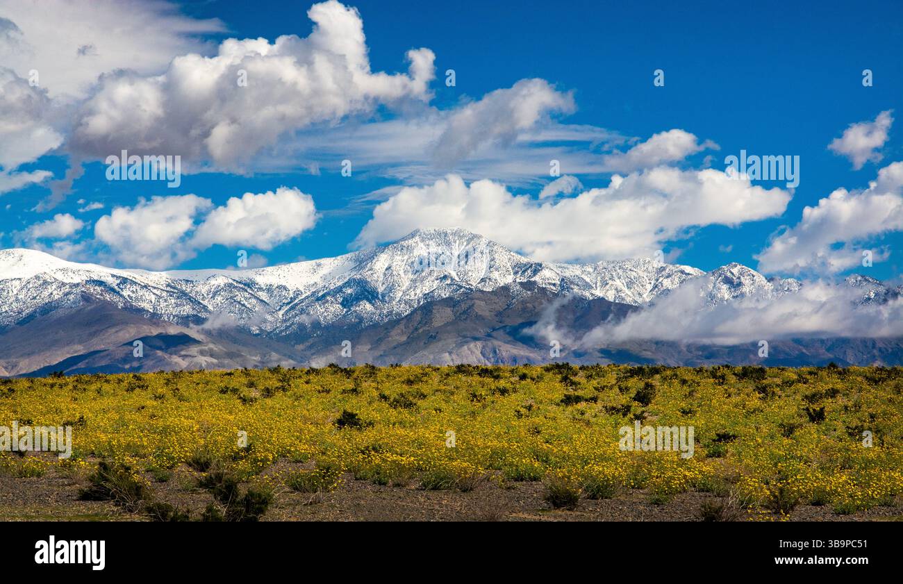 Panamint Range and wildflowers, California Stock Photo - Alamy