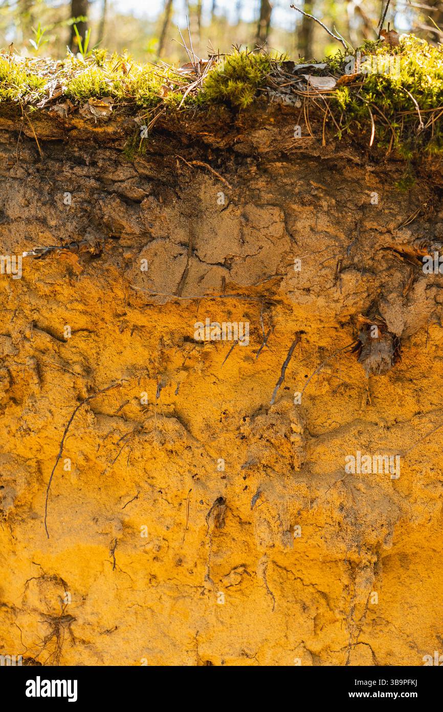 close-up on top layers of podzolic soil Stock Photo - Alamy