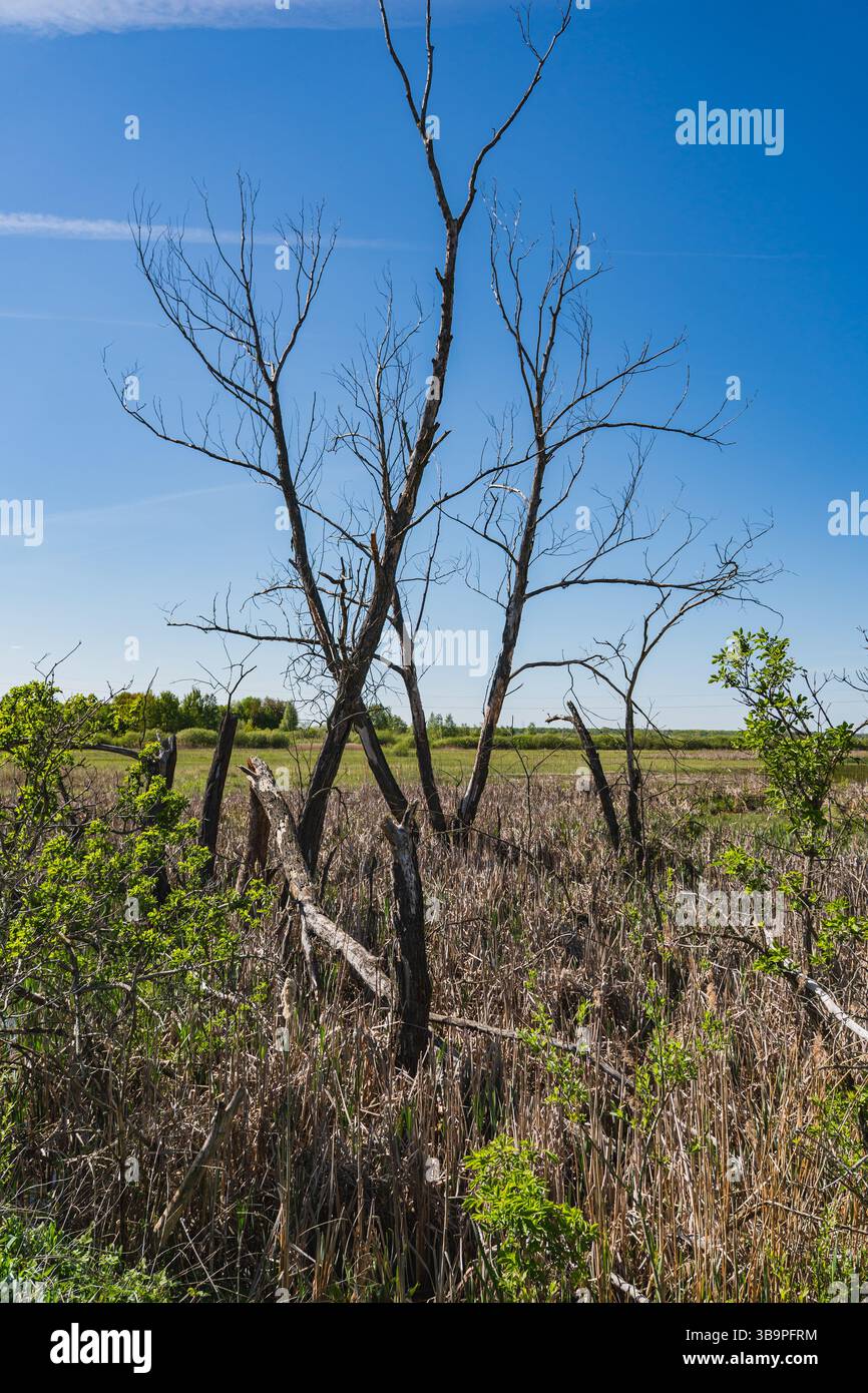 landscape with a single withered tree with no leaves Stock Photo - Alamy