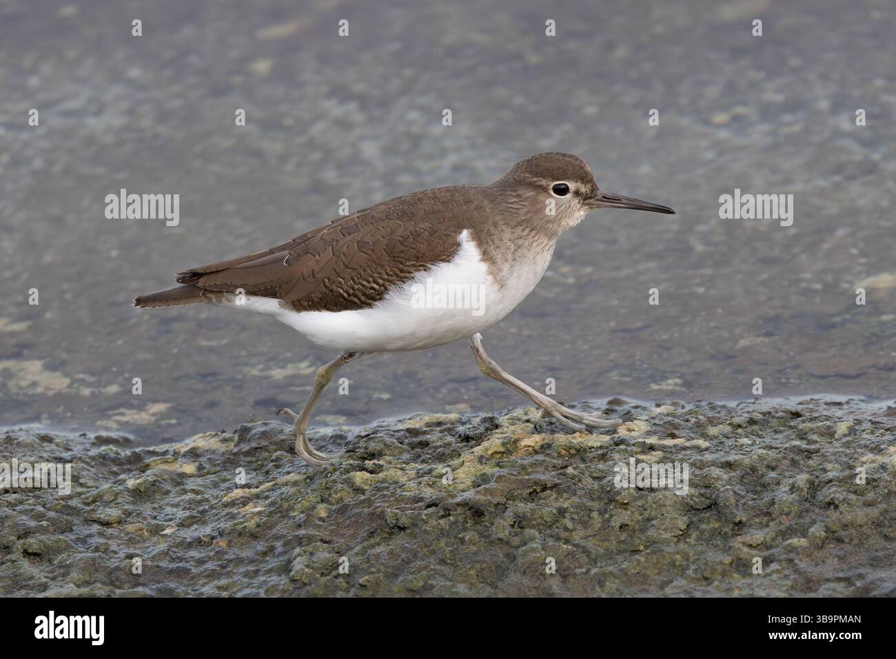 Common Sandpiper (Actitis hypoleucos) at the edge of Farmoor Reservoir ...