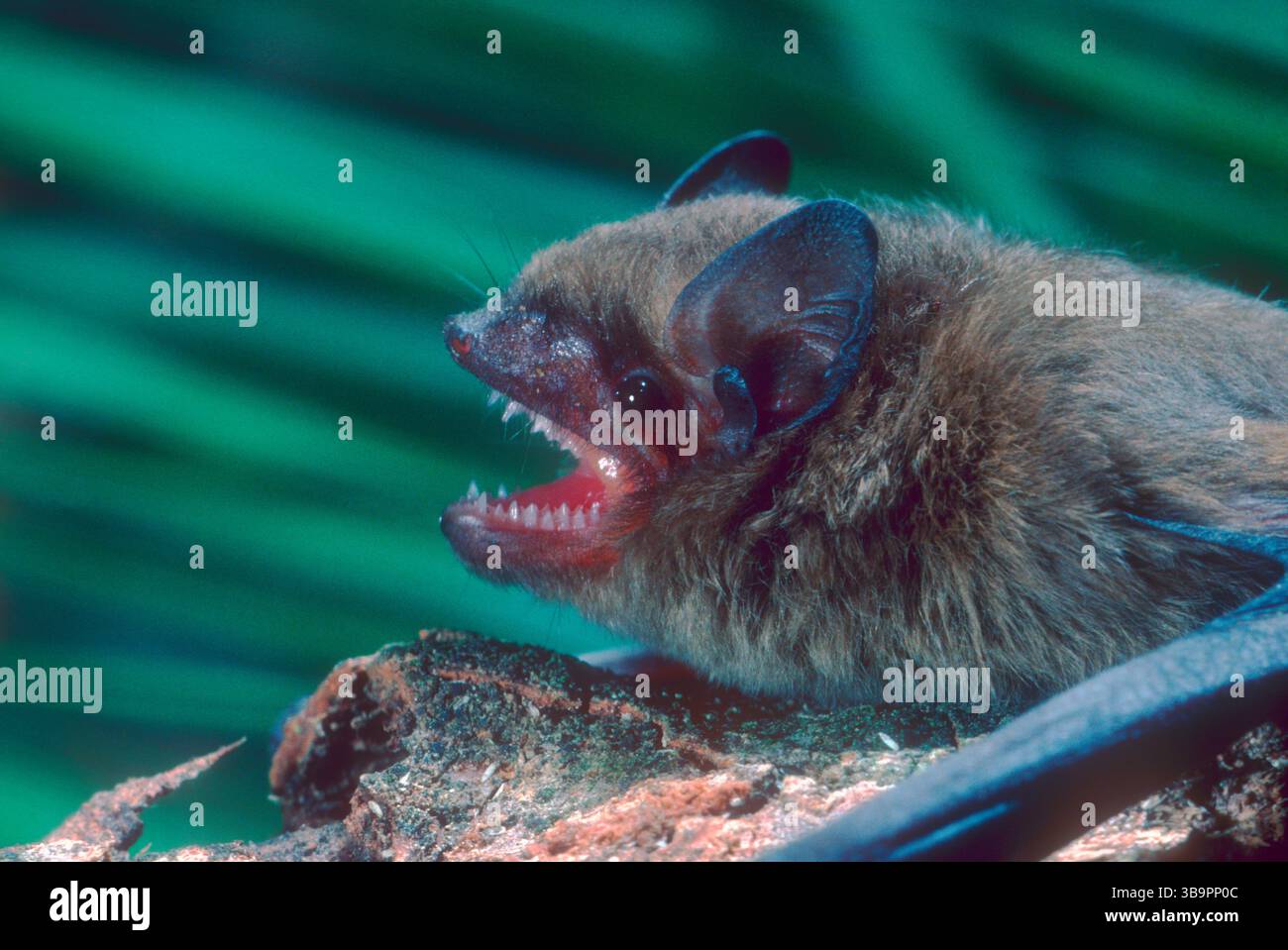Soprano Pipistrelle Bat, Pipistrellus pygmaeus. Close-up of head with ...