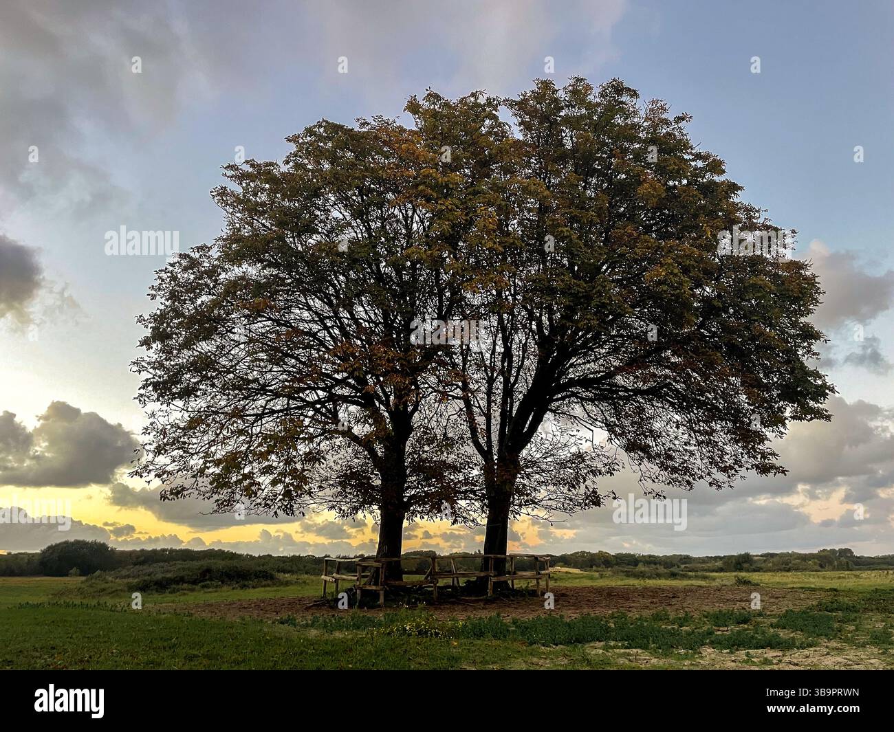 An old tree in the National park in Wassenaar, The Netherlands Stock ...