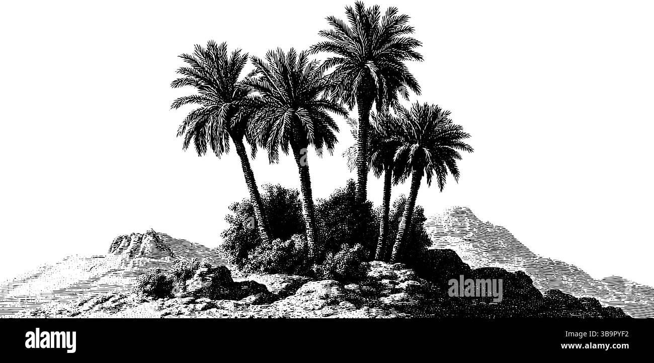 Engraved illustration of date palm trees group on rugged landscape ...