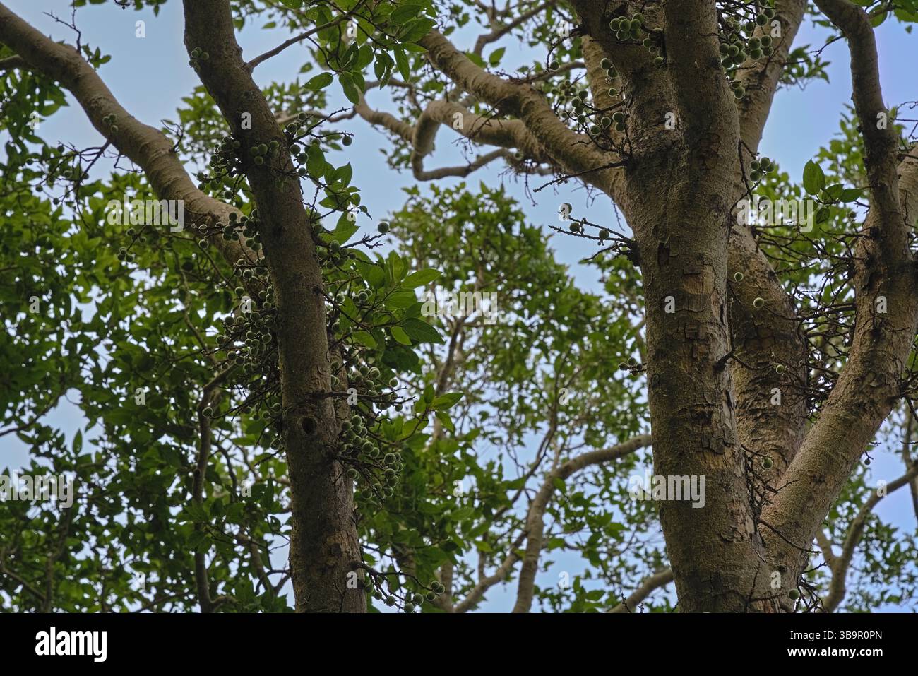 two trees of an unknown species bearing fruit, possibly plum or figs ...