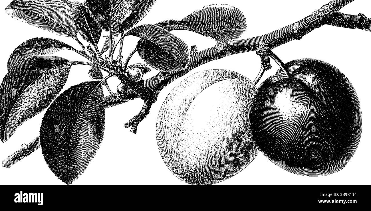 Engraved botanical art of plum branch and peach for vintage design and ...