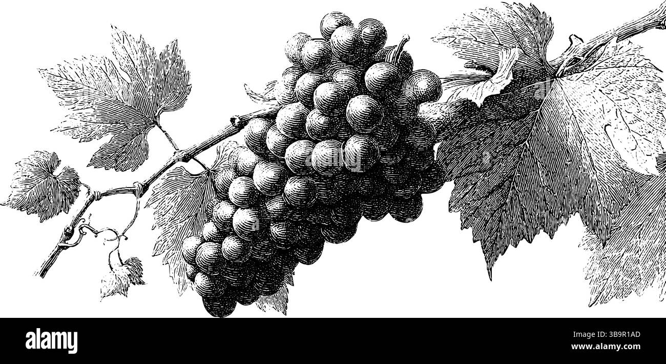 Bold cluster Black and White Stock Photos & Images - Alamy