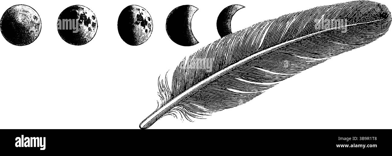Engraved illustration set featuring moon phases and feather for ...