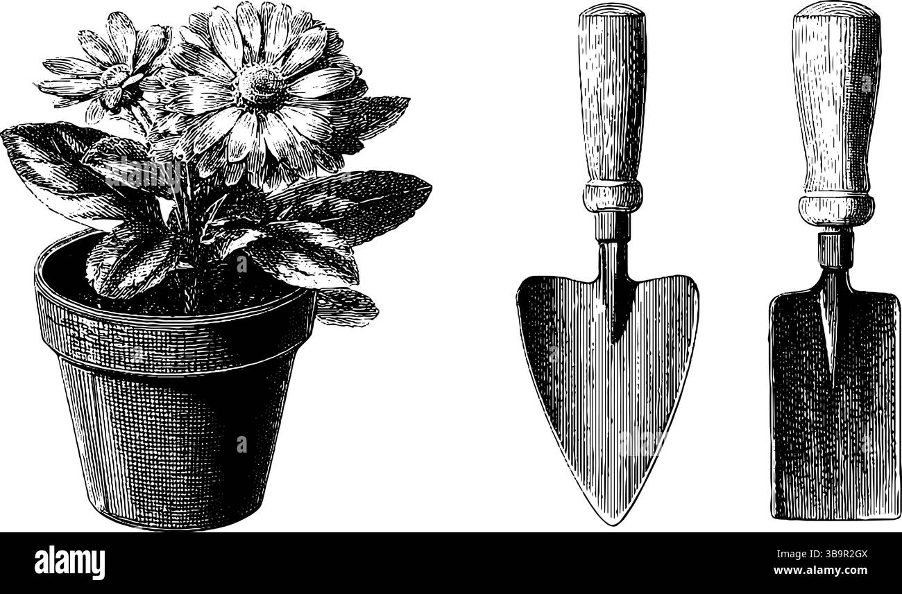 Engraved daisy illustration and garden tools design for botanical art ...