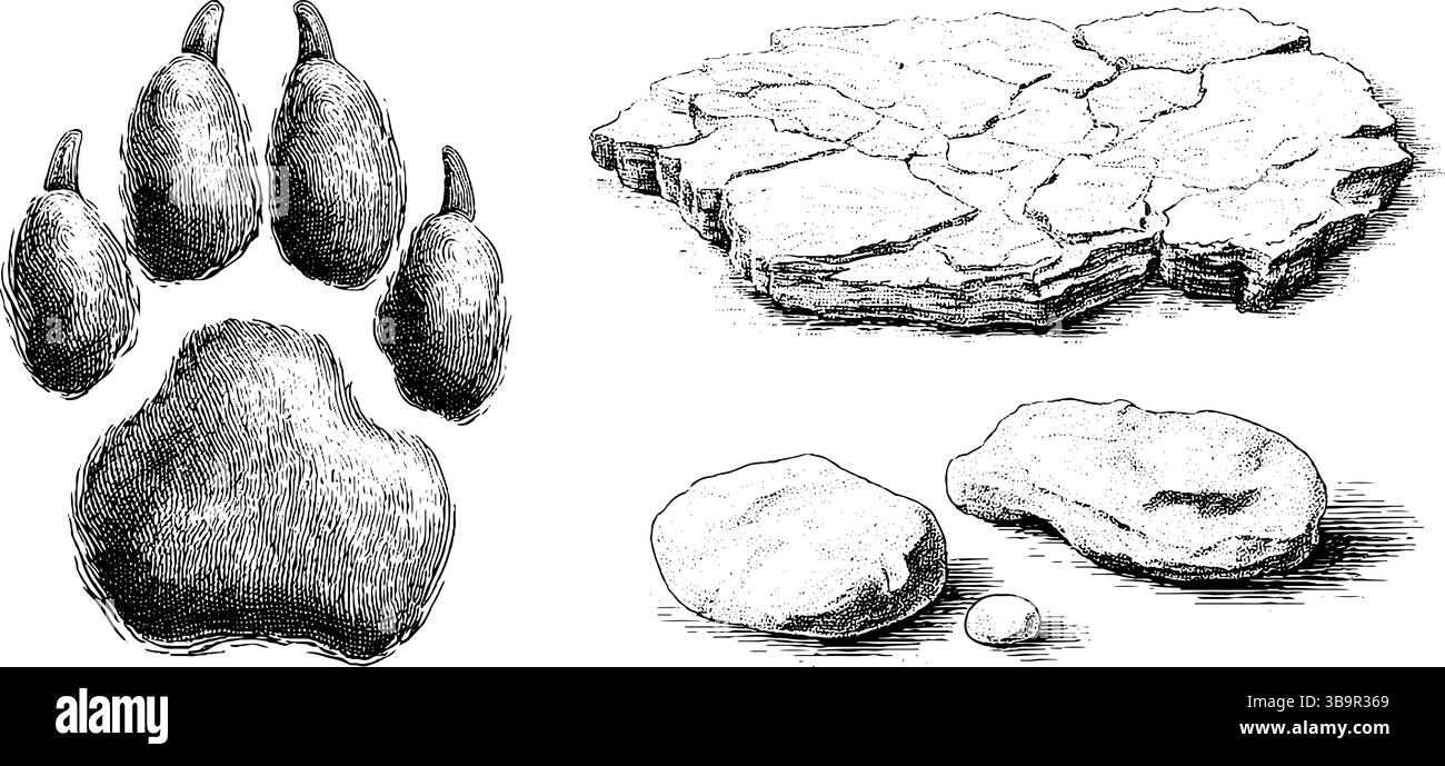 Engraved illustration of camel footprint and desert rock formations for ...