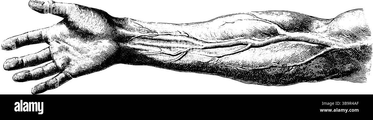 Detailed engraving of forearm anatomy with muscles and veins for ...