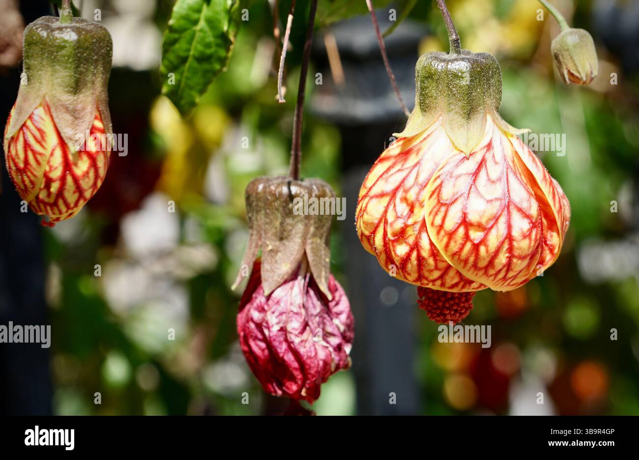 Bell lantern shaped flower hi-res stock photography and images - Alamy