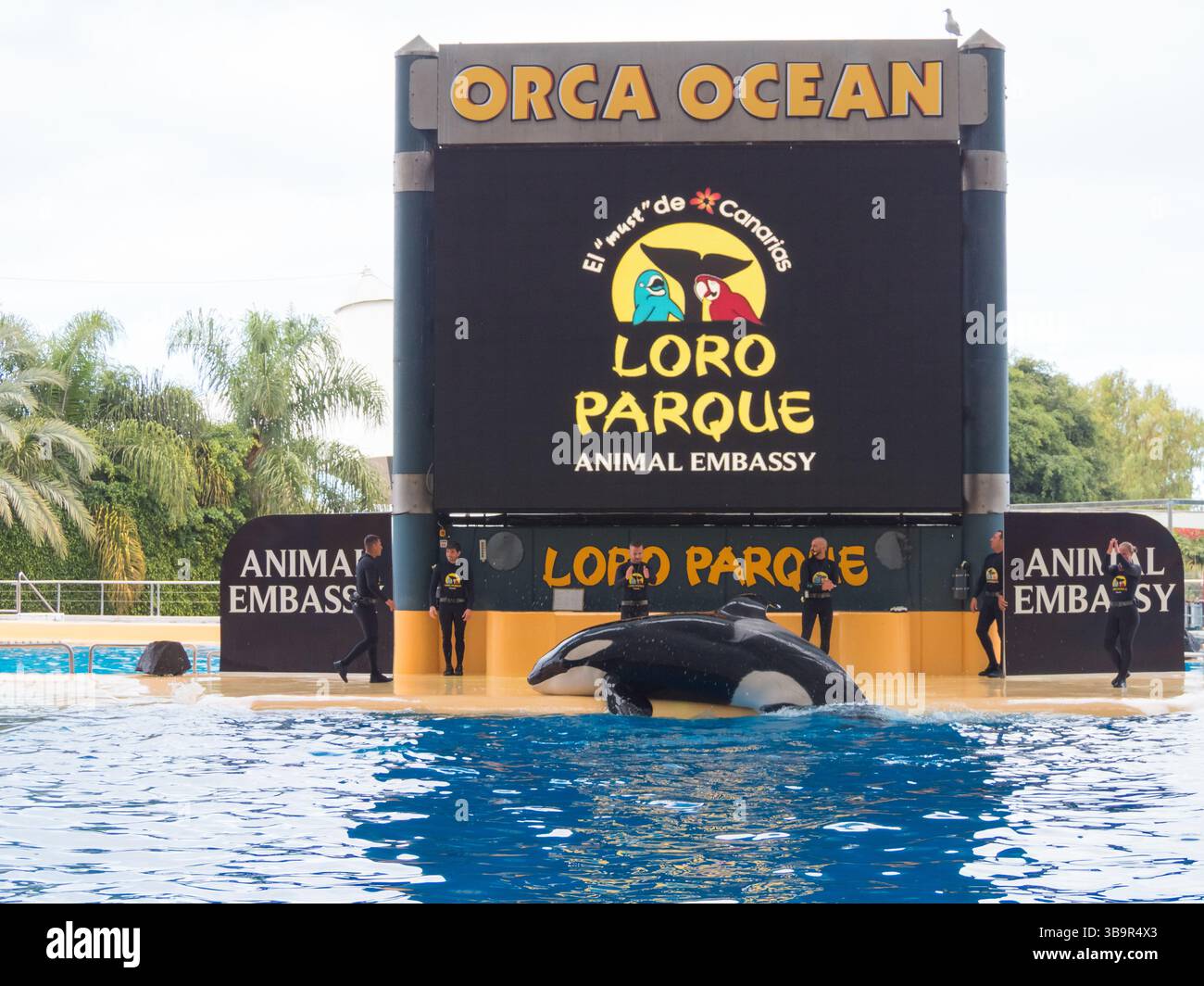 Tenerife, Spain - 31 October 2023: Whale orca in Loro Parque Stock ...