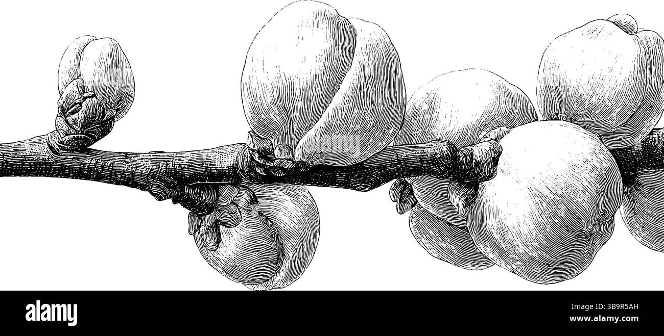 Detailed engraved botanical illustration of apricot branch for art and ...