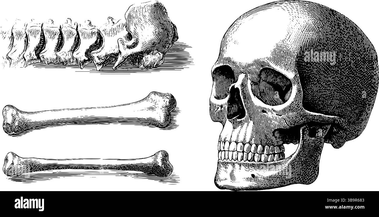 Engraved anatomy illustration set of human skull and ribcage elements ...