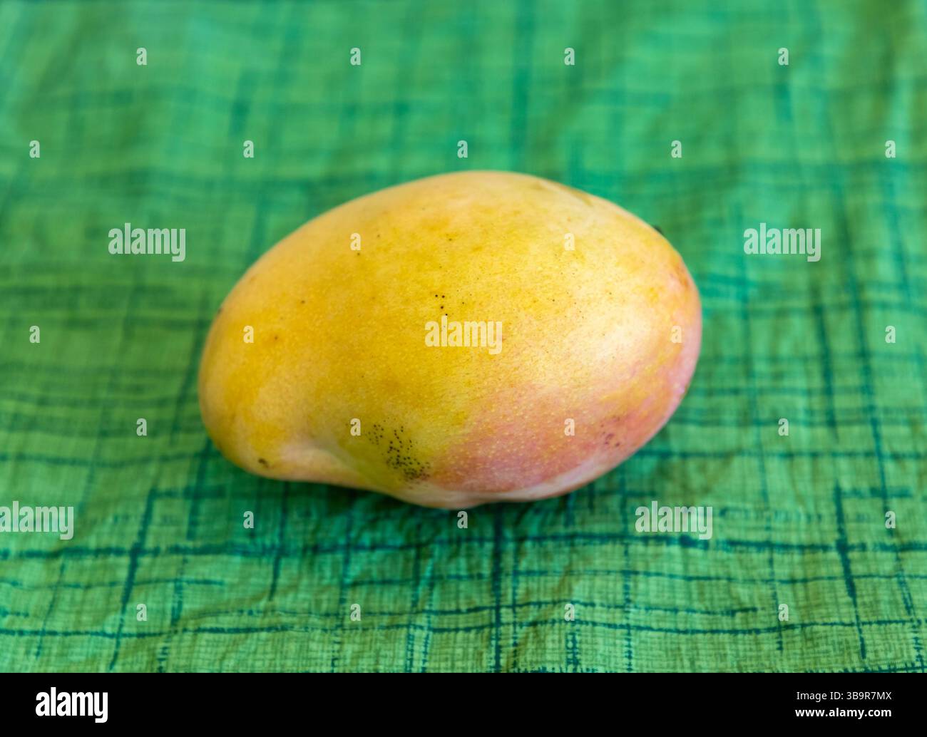 Ripe rosa mango isolated on uniform background. Brazilian fruit and ...