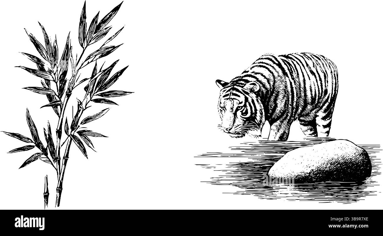 Engraved illustration of tiger in natural habitat with bamboo for art ...