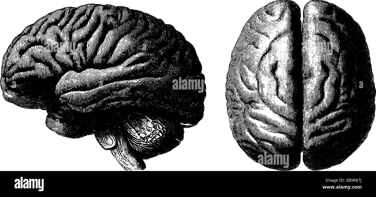 Detailed engraved illustration set of anatomical brain structures for ...