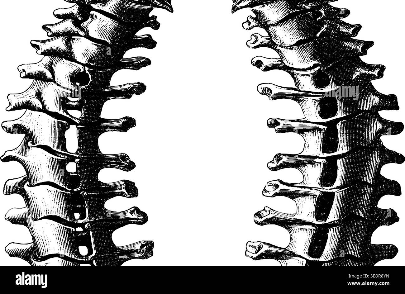 Detailed engraving of spine and pelvis for educational and medical ...