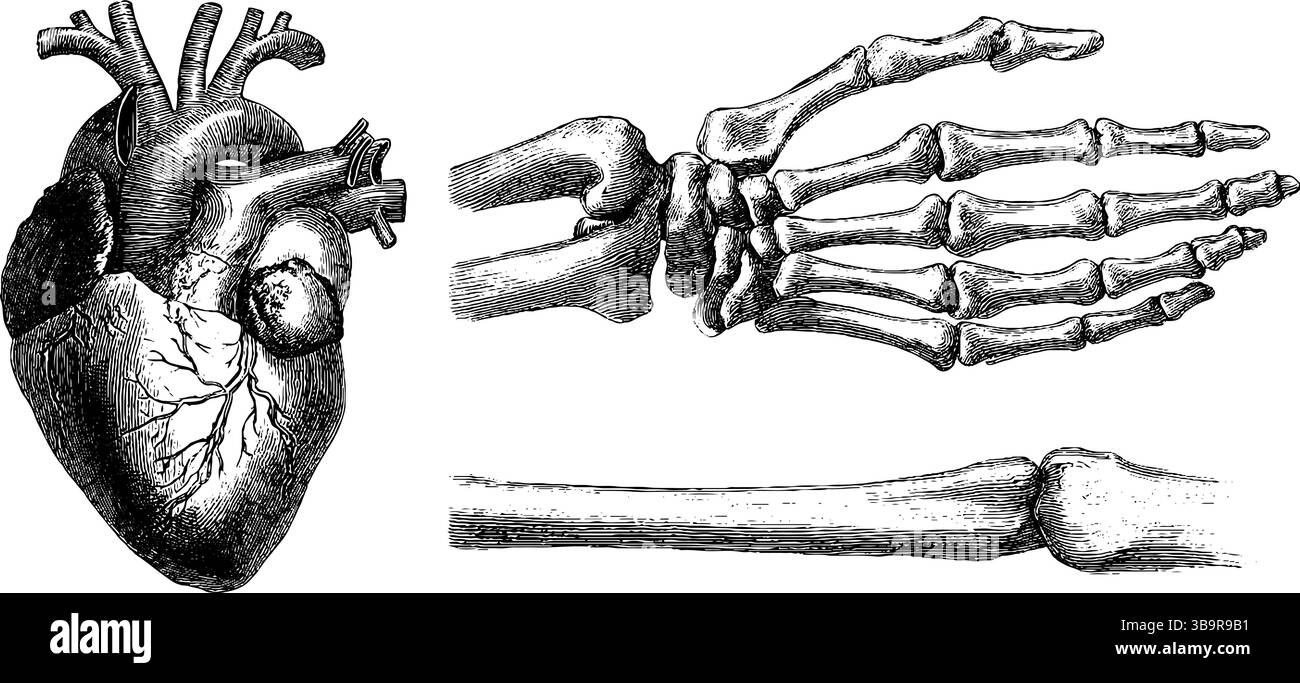 Anatomical engraving of human heart and arm veins for medical education ...