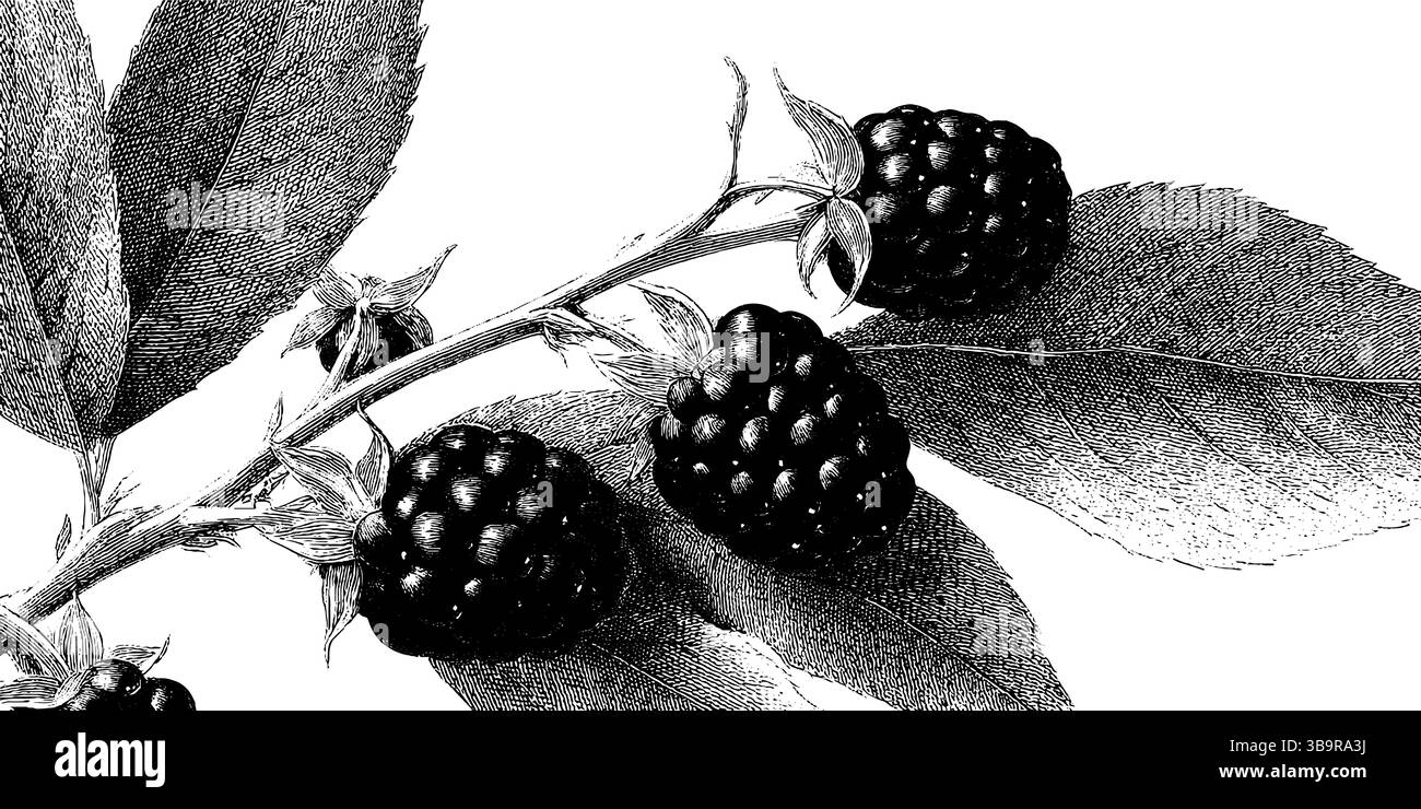 Vine engraved hi-res stock photography and images - Alamy
