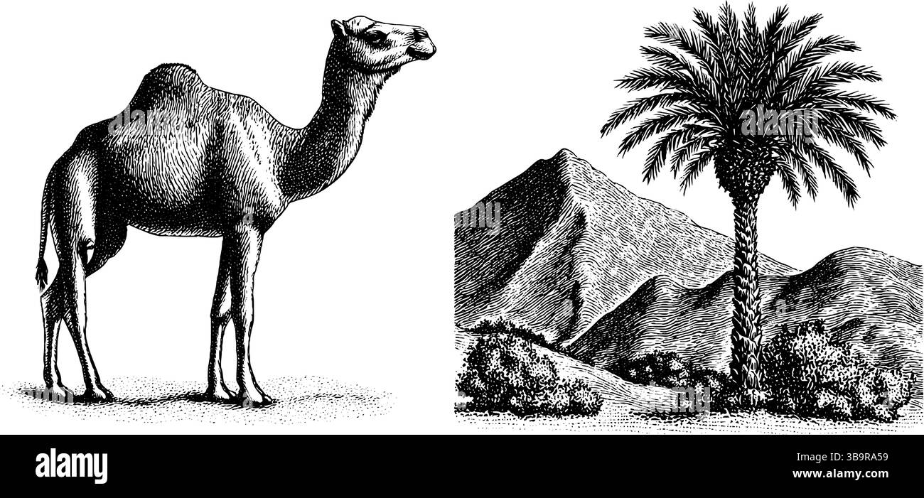 Classic fauna illustration Cut Out Stock Images & Pictures - Alamy