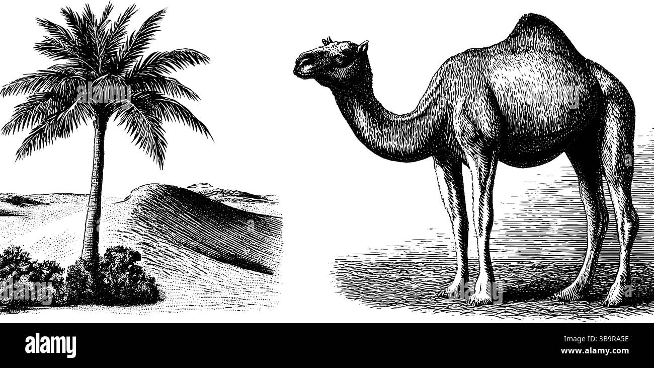Desert oasis scene with engraved camel and palm tree illustration for ...