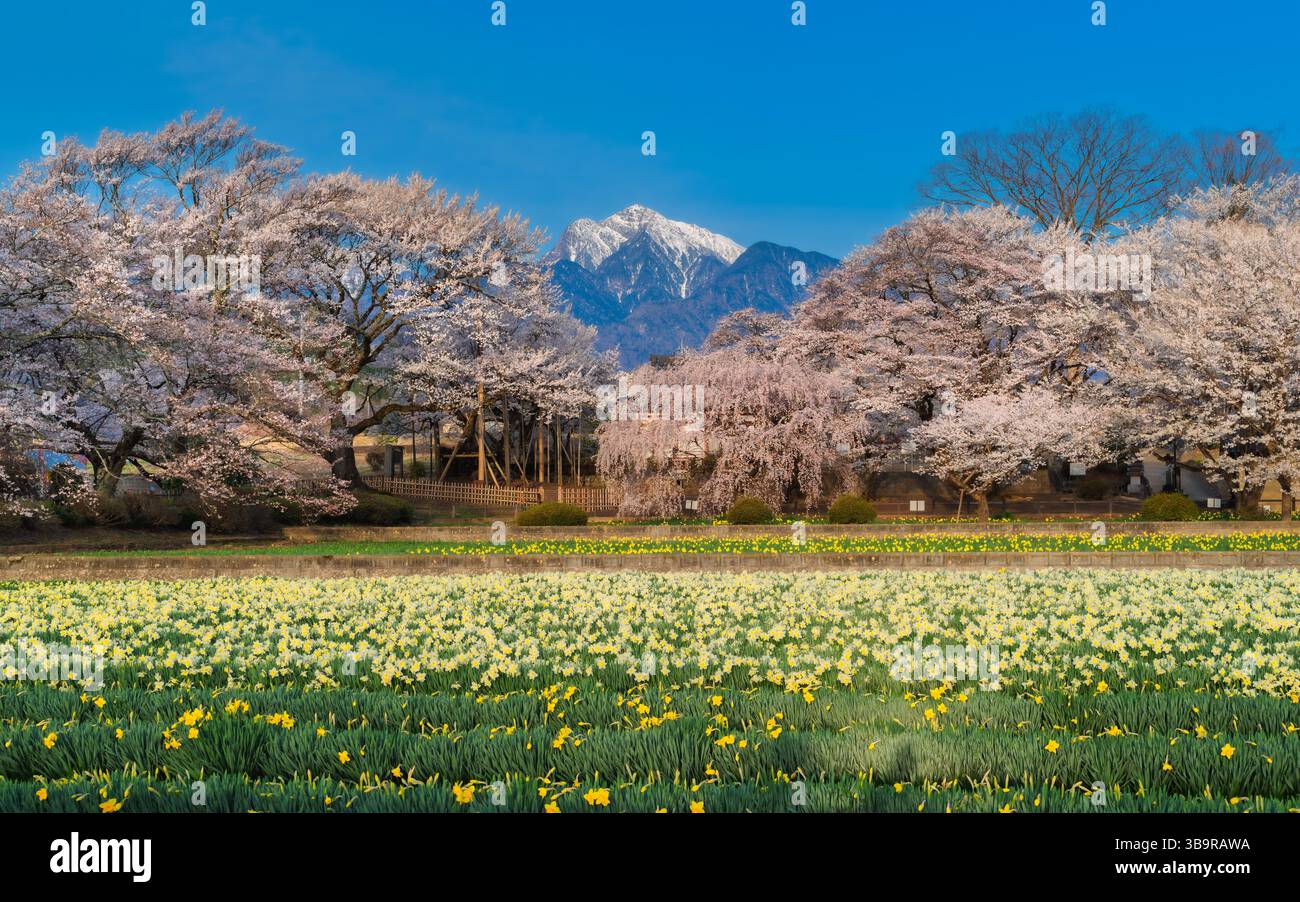 Beauty of spring at Otsuyama Jisso Temple in rural Japan featuring ...