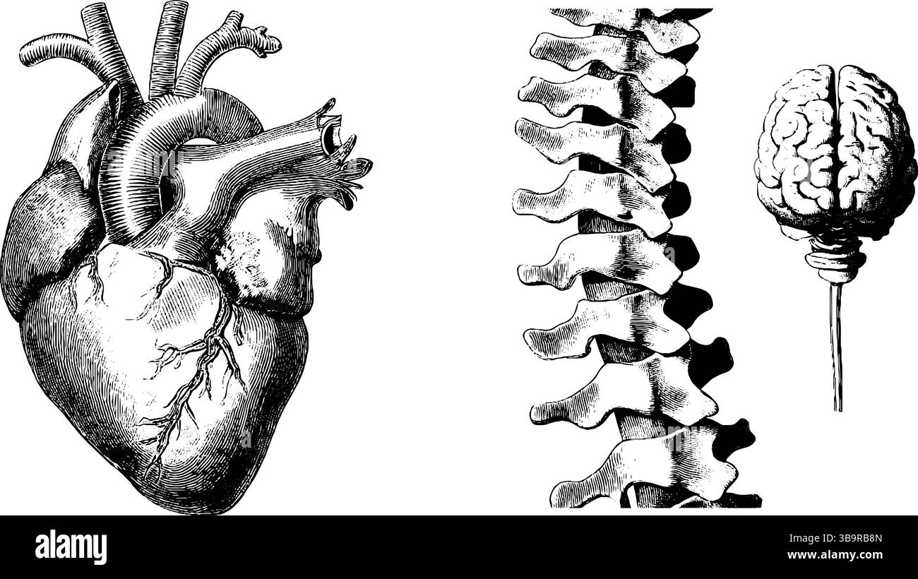 Anatomical heart drawing hi-res stock photography and images - Alamy