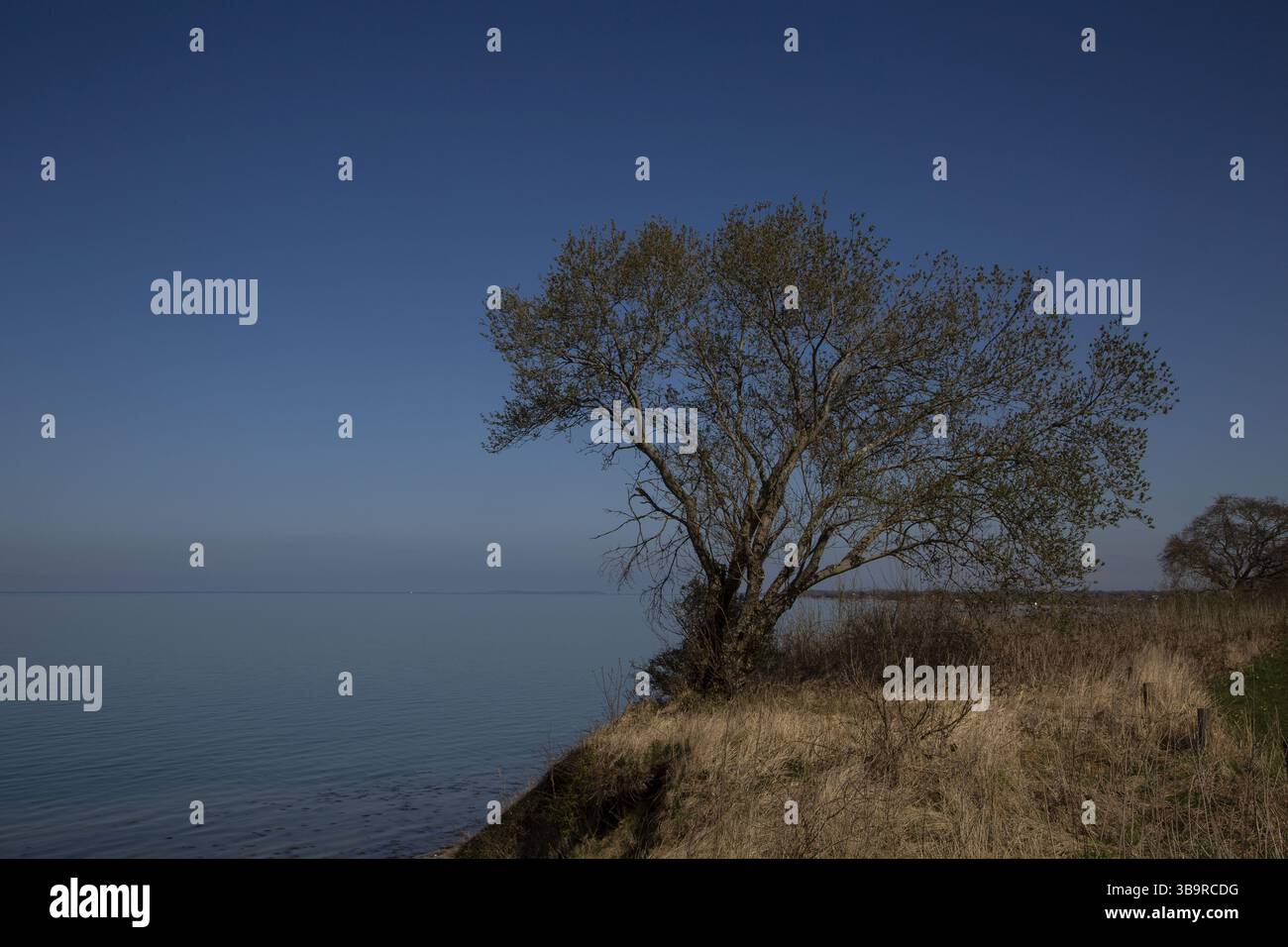 Tree growing on cliff hi-res stock photography and images - Alamy