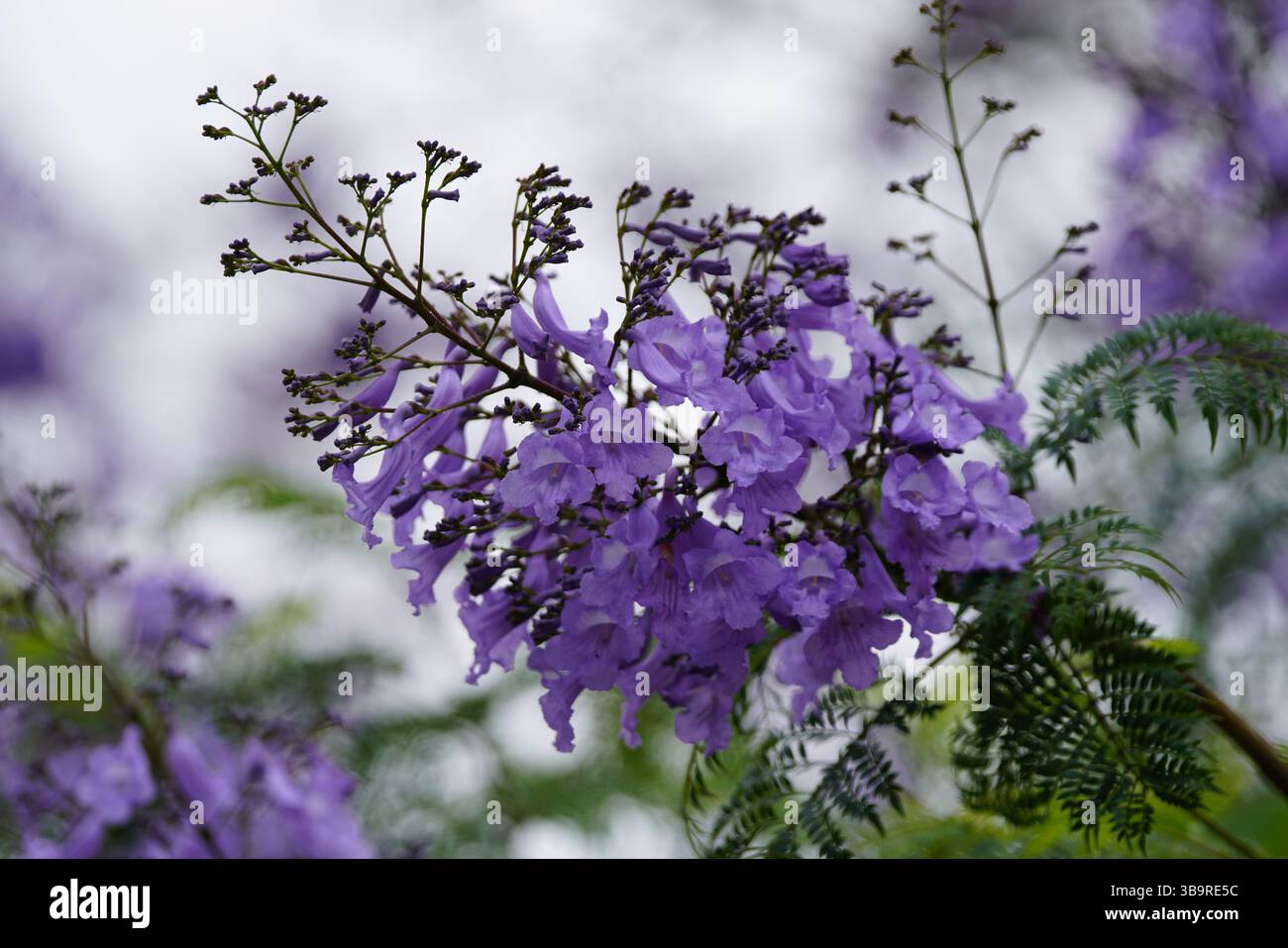 Jacaranda in bloom springtime hi-res stock photography and images - Alamy