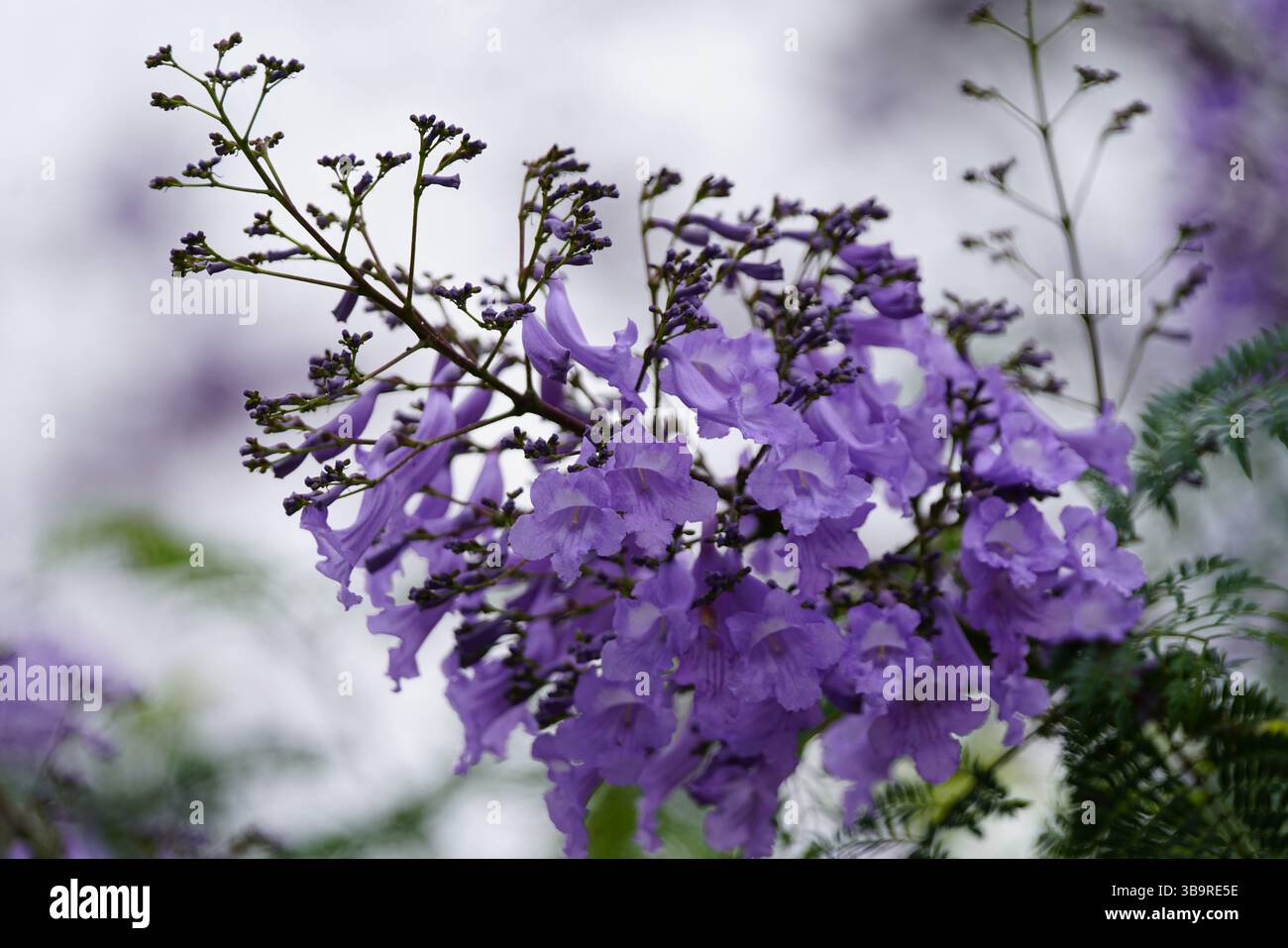 Jacaranda petals hi-res stock photography and images - Alamy