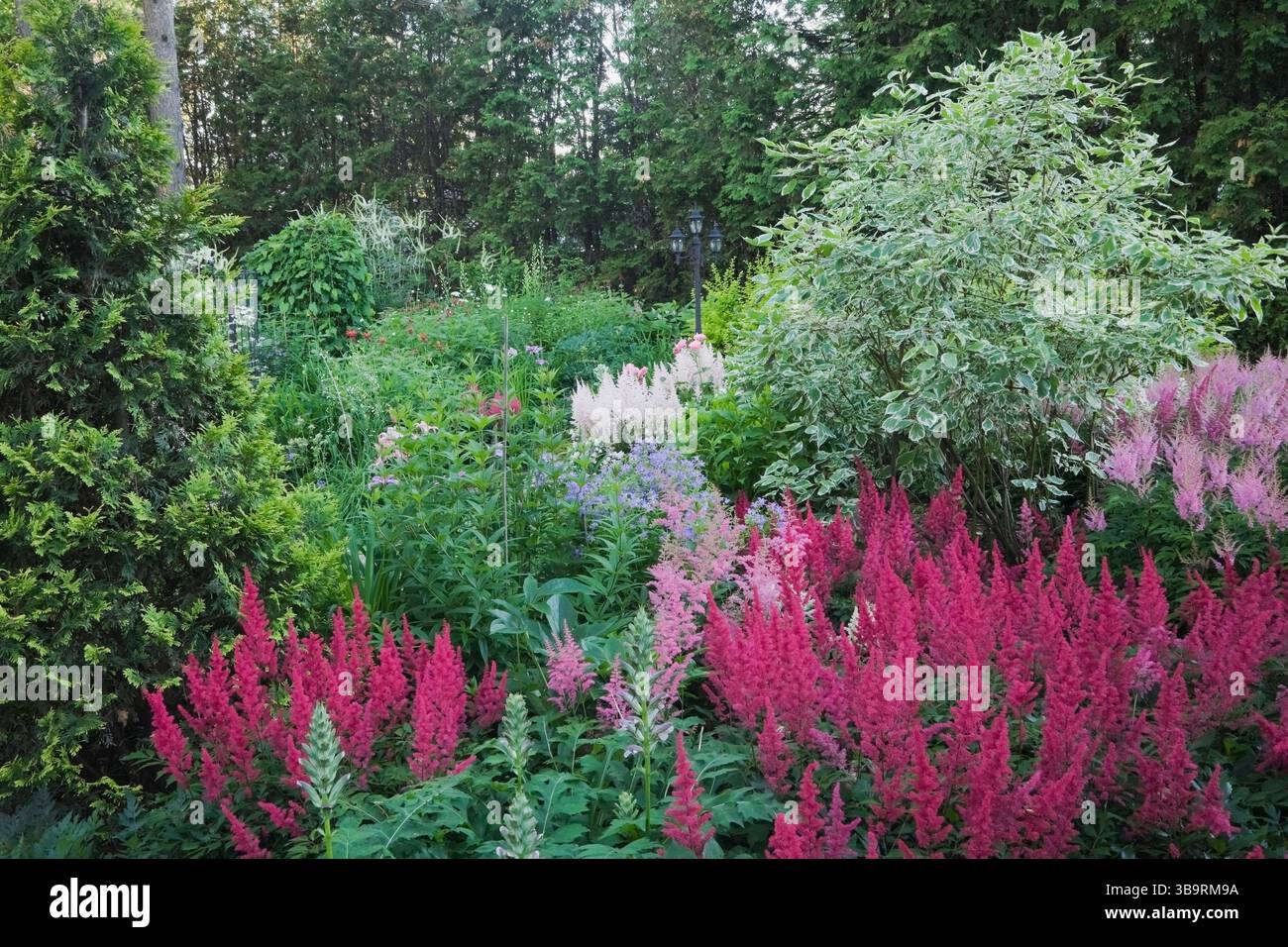 Thuja occidentalis - Cedar tree and mixed border with purple Astilbe ...
