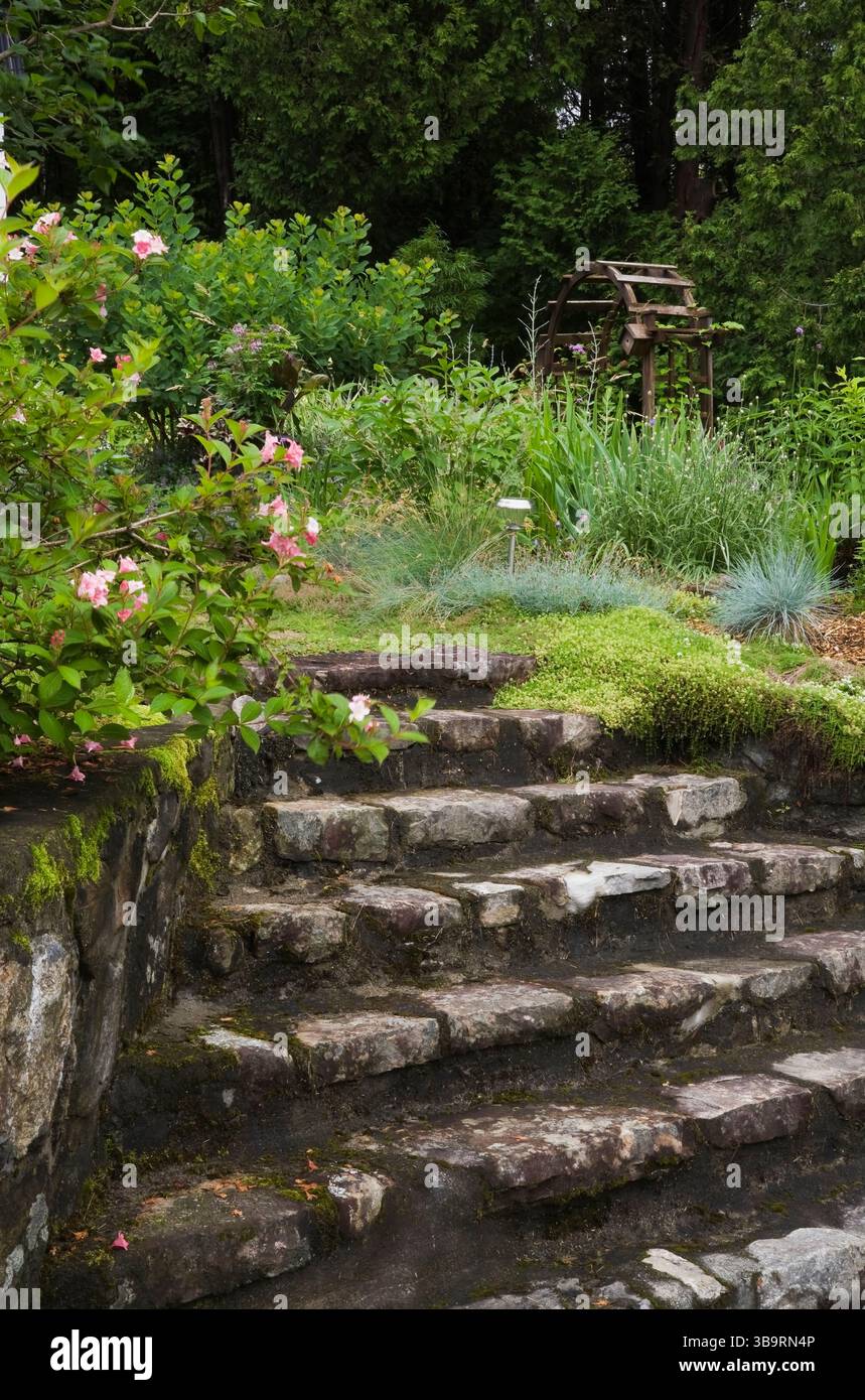 Natural grey flagstone steps and raised border planted with pink Rosa ...