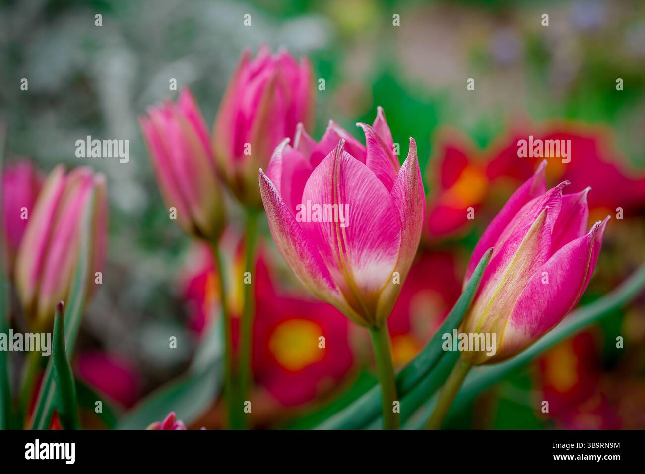 Beautiful spring flowers in garden Stock Photo - Alamy