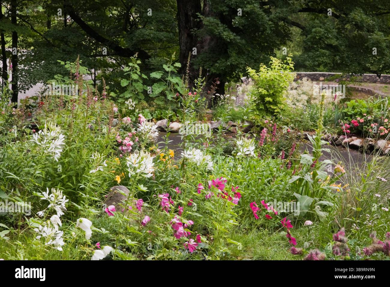 English border with purple Cosmos, pink and white Cleome - Spider ...