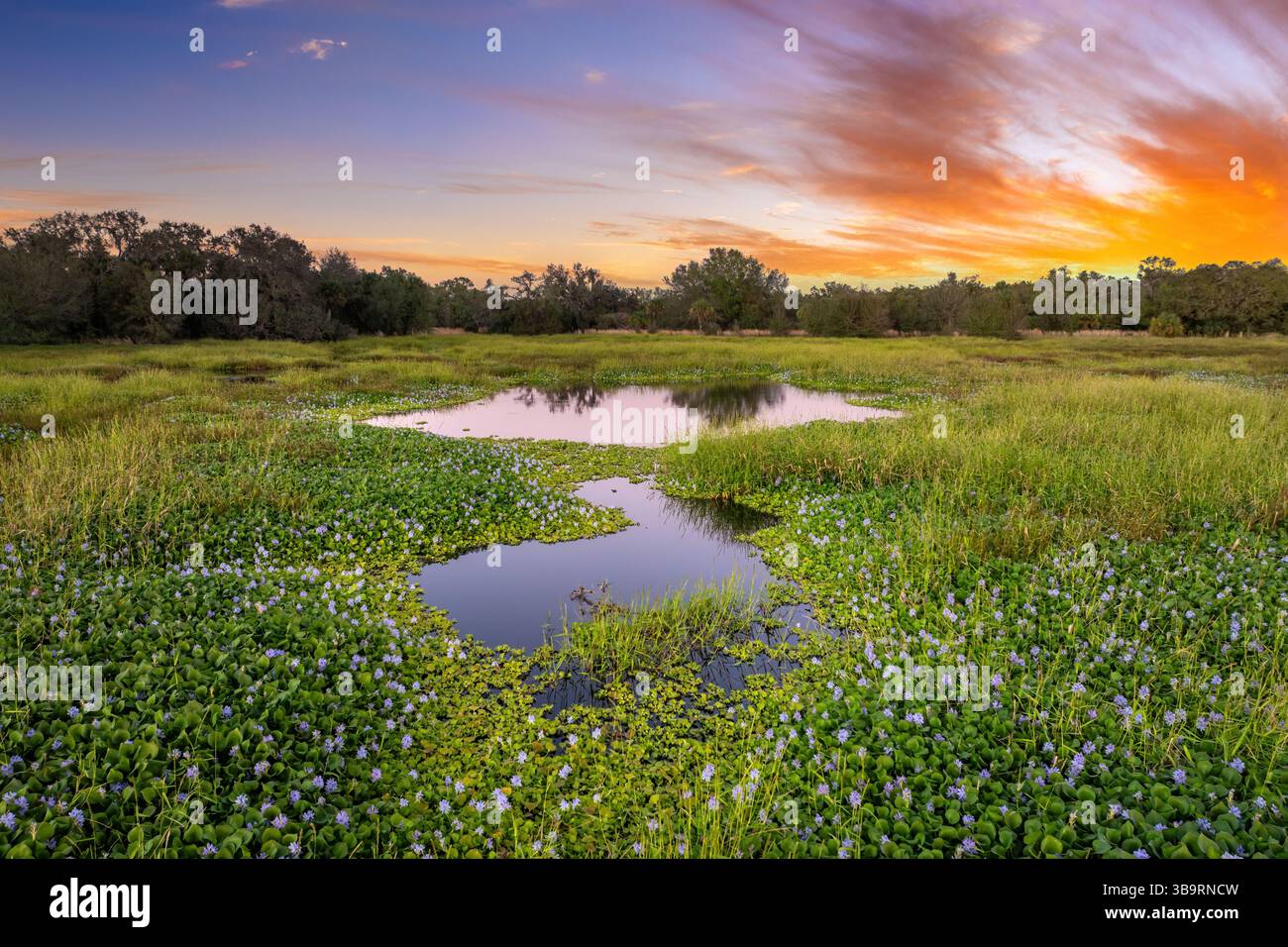 Beautiful nature. Southern Florida wetlands with lake between green ...