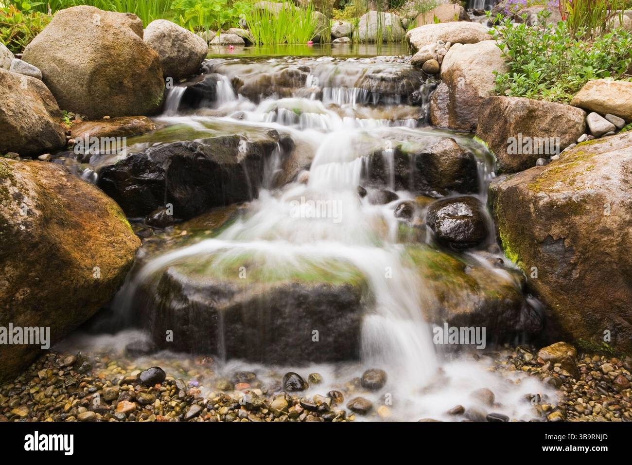 Man-made cascading waterfall and pond with pink Nymphaea 'Mayla ...