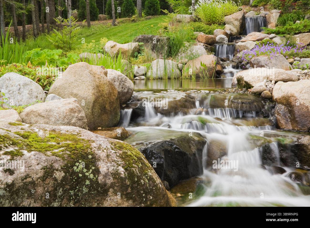 Man-made cascading waterfall and pond with Typha latifolia - Common ...