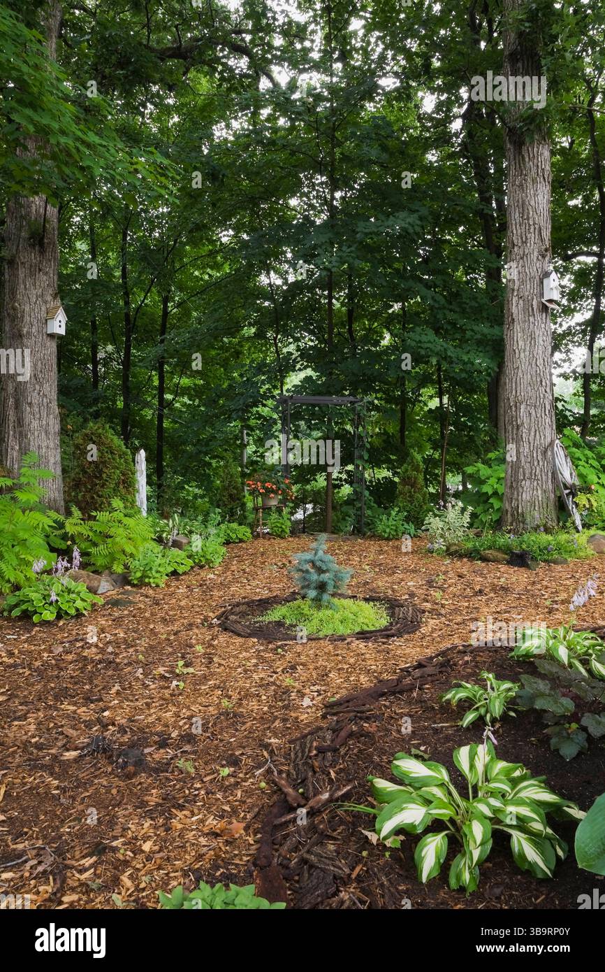 Dark mulch border with Hosta plants and cedar mulch path with Picea ...