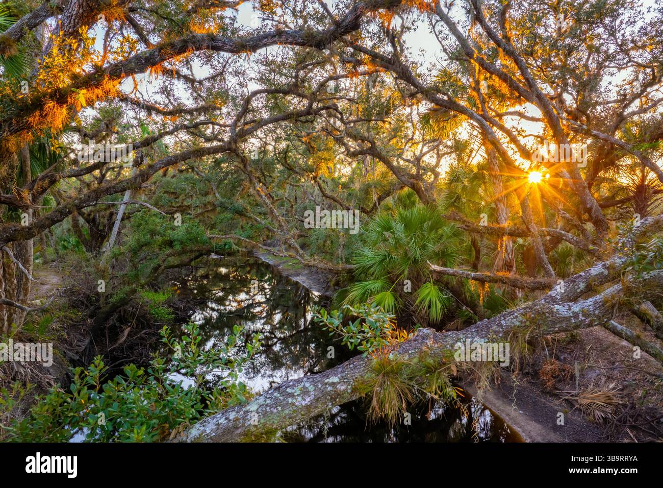 Florida jungle rainforest with river between green palm trees and wild ...