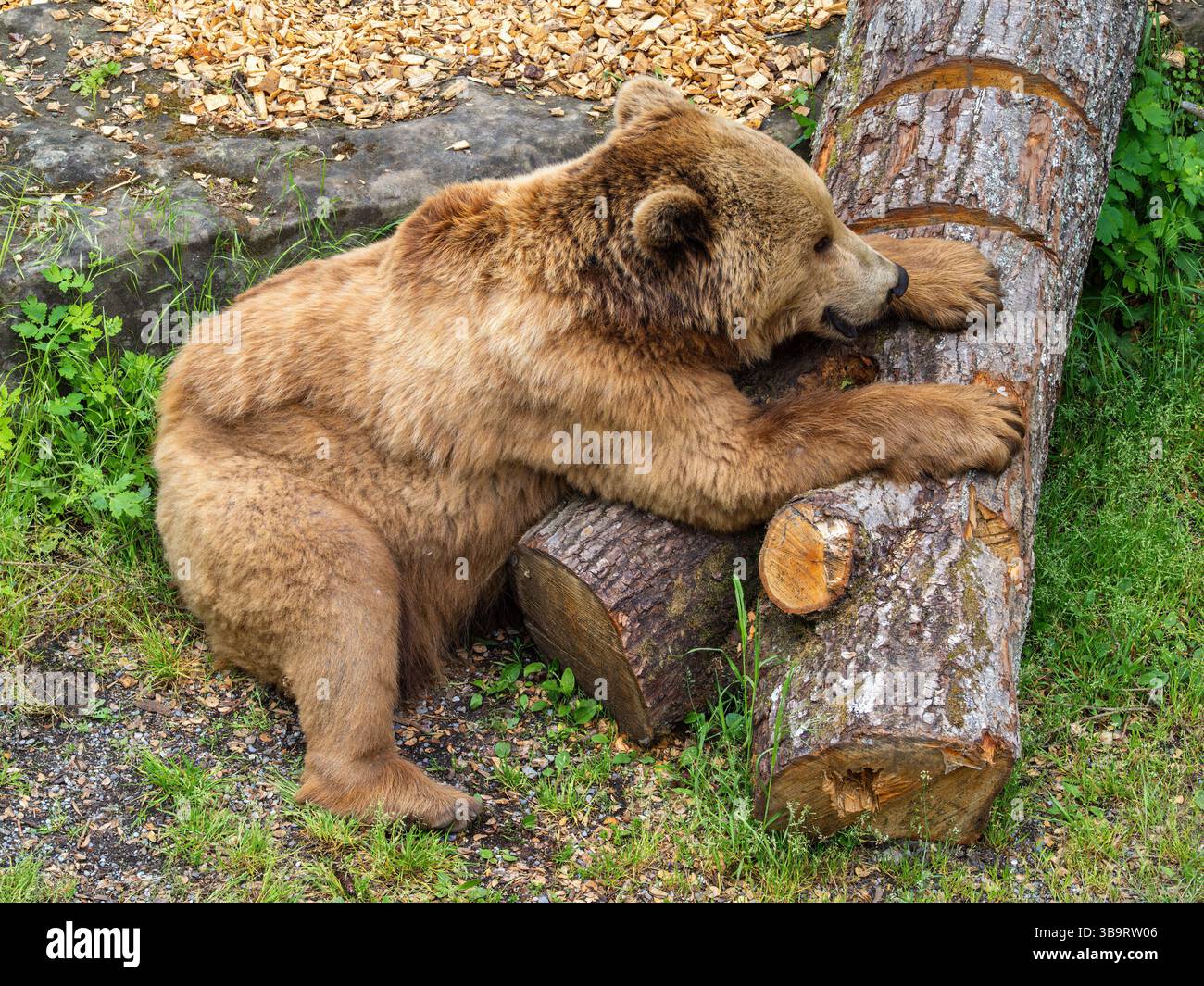 A brown bear resting on a log in a natural setting, surrounded by ...