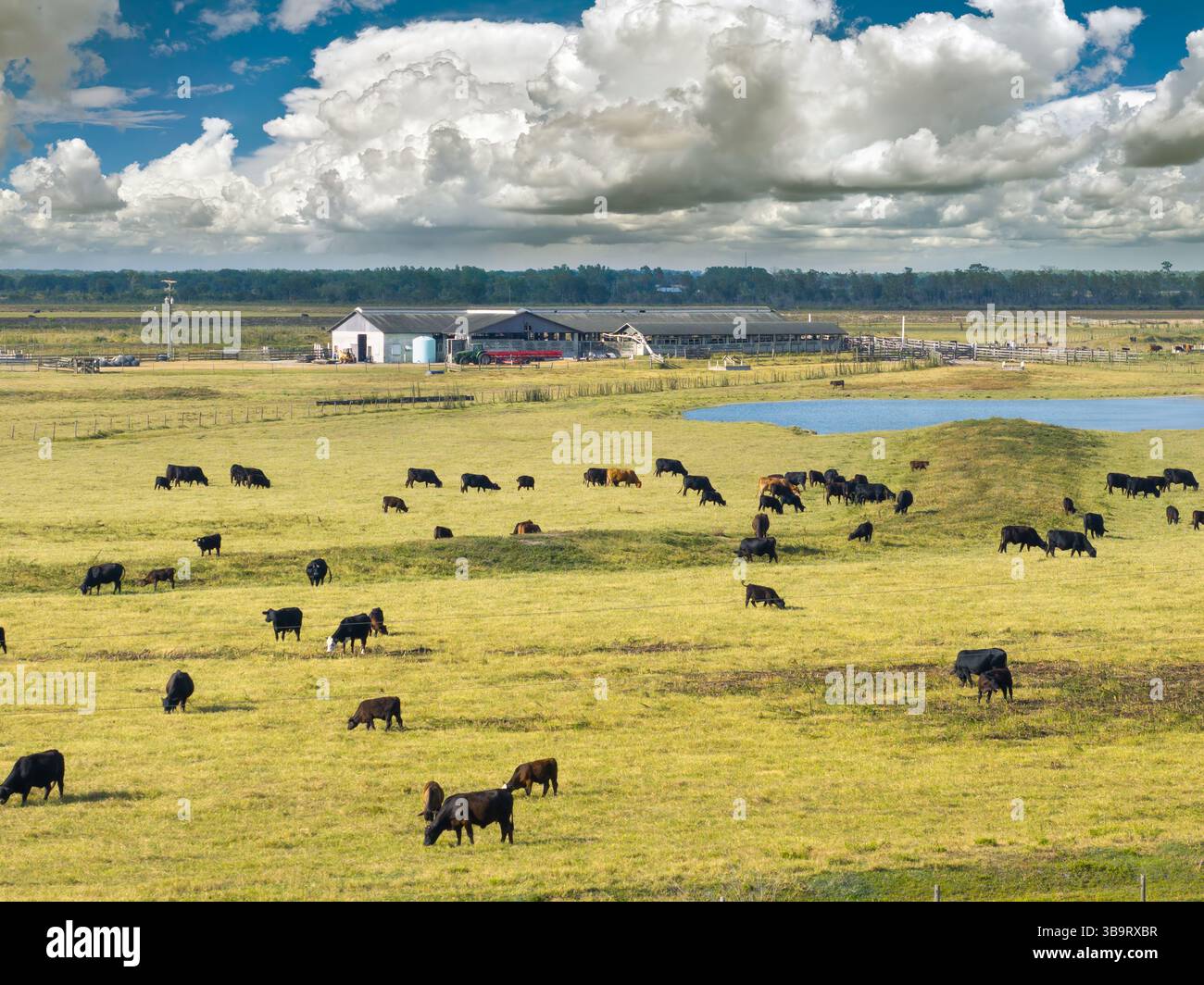 Production of organic dairy products. Milk cows grazing on industrial ...