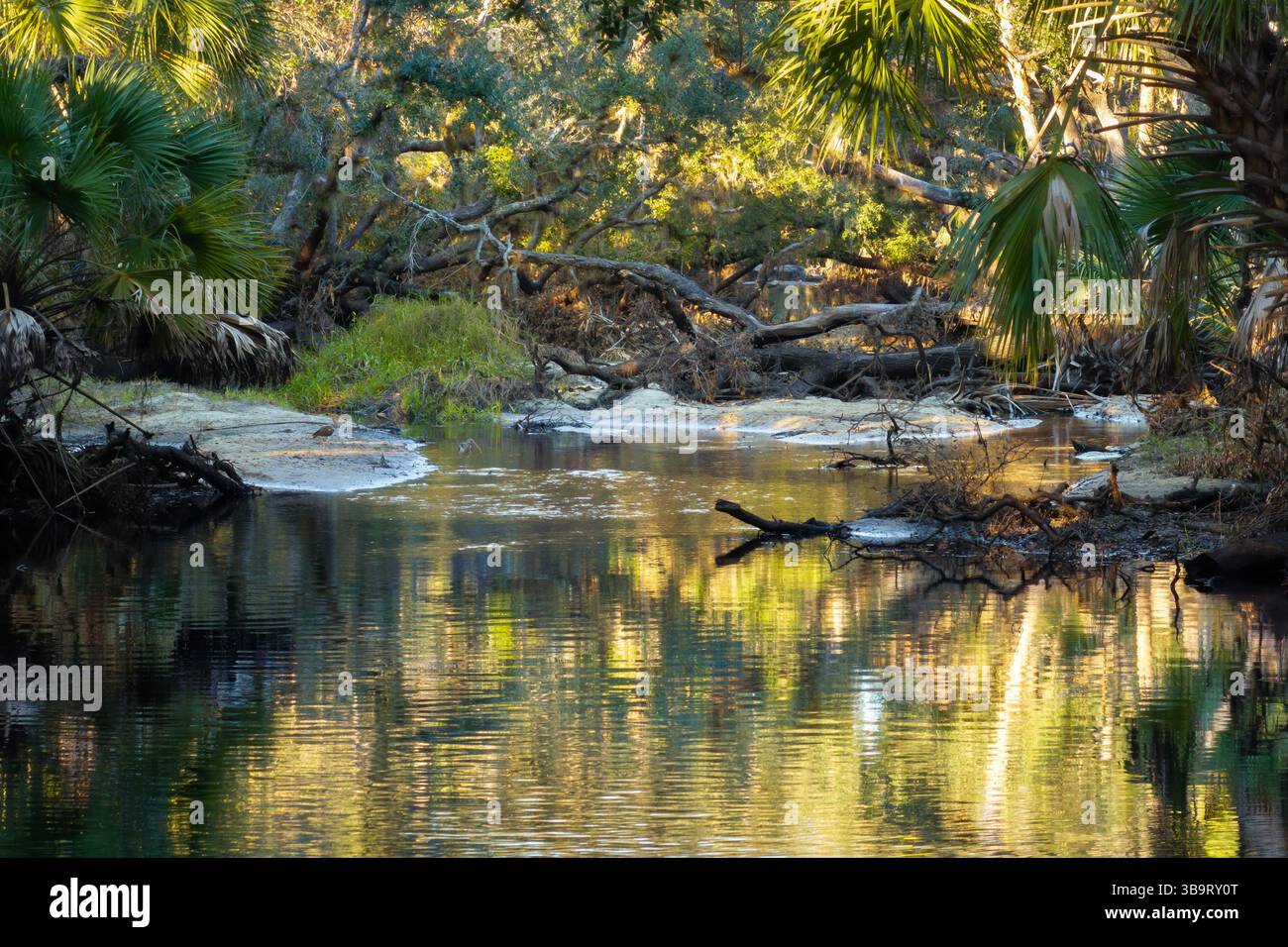 Subtropical jungles wild vegetation with wetland river and green palm ...
