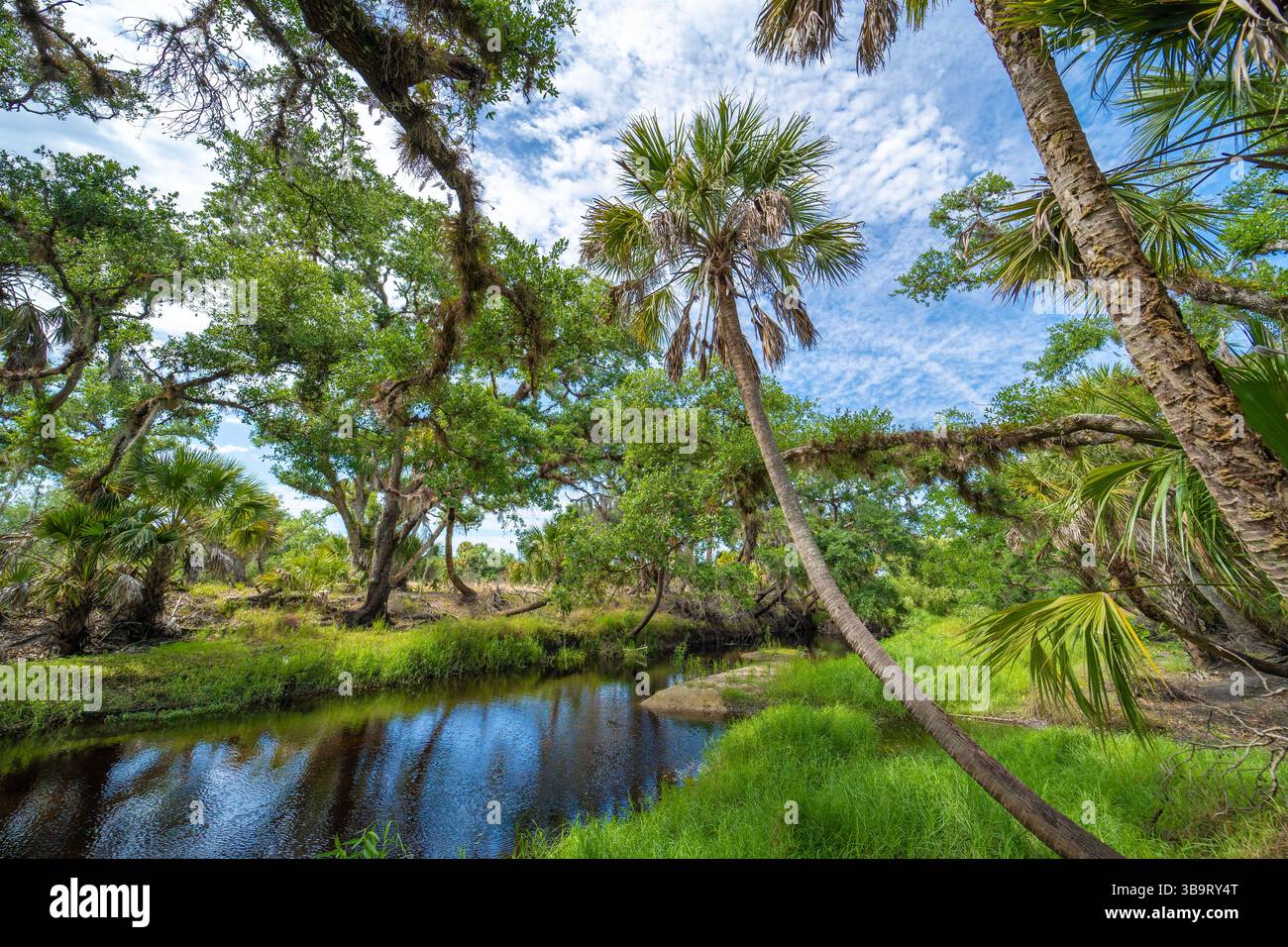Subtropical jungles wild vegetation with wetland river and green palm ...