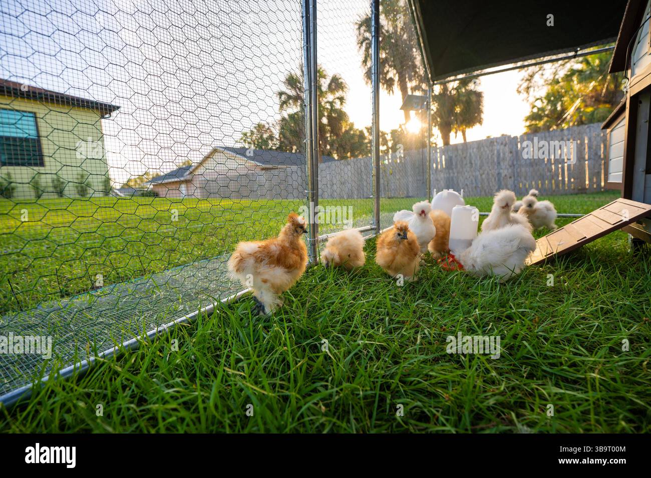 Young chicks in chicken coop with green grass on yard garden. Raising ...