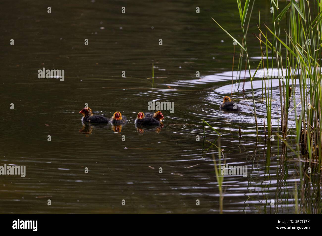 Five young coot chicks swim in calm water, creating gentle ripples ...