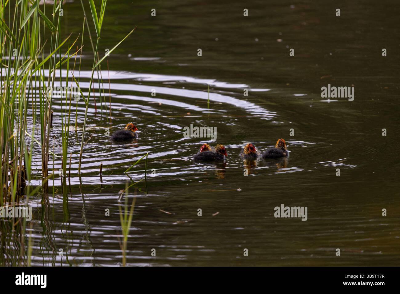 Five young coot chicks swim in calm water, creating gentle ripples ...