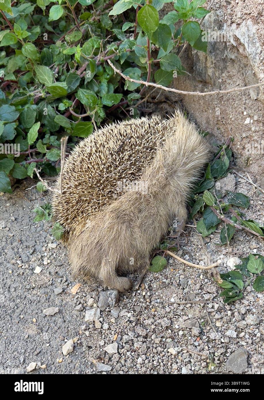 Dead hedgehog in the street Stock Photo - Alamy