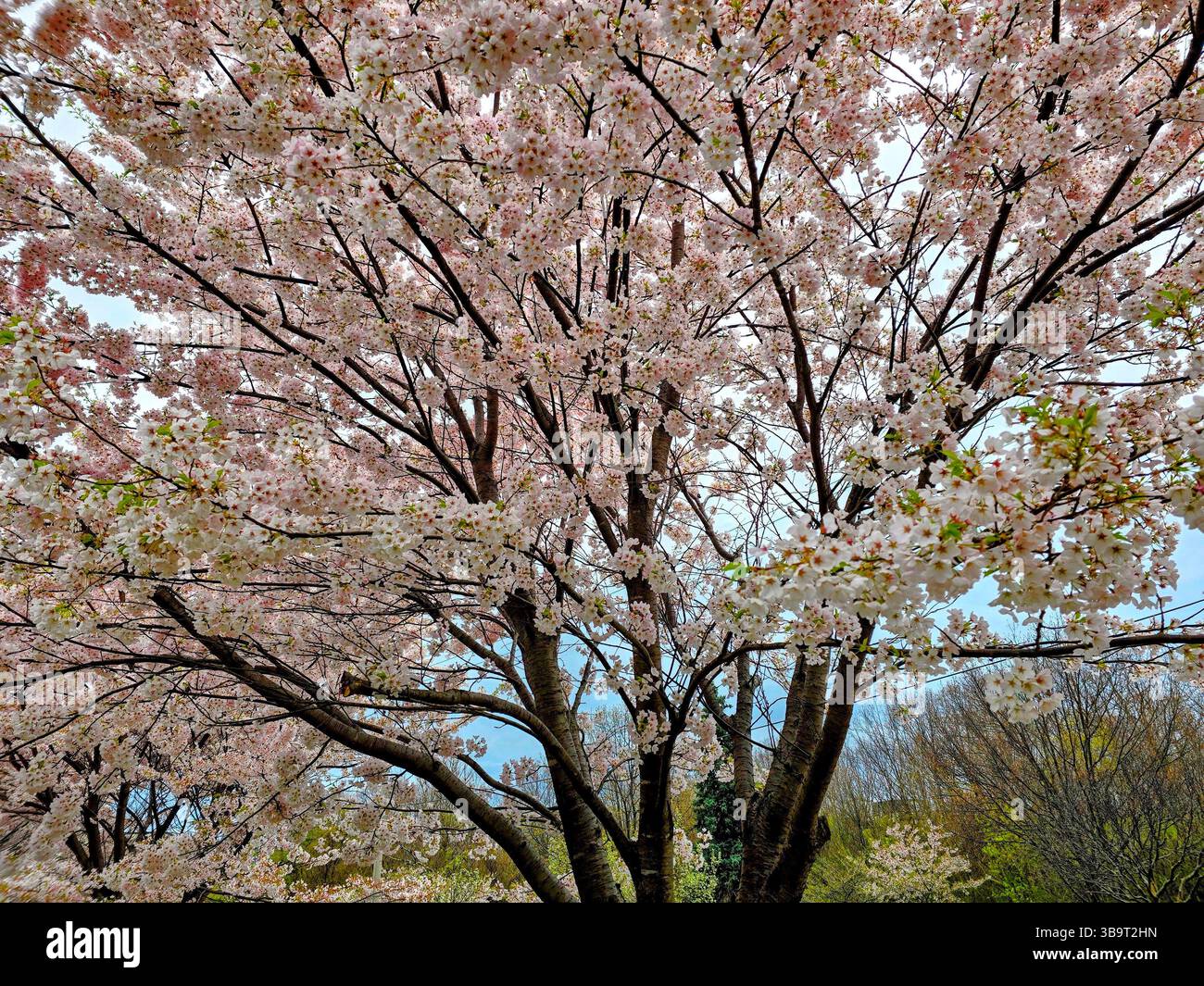 Full bloom cherry blossom tree branches densely covered with delicate ...