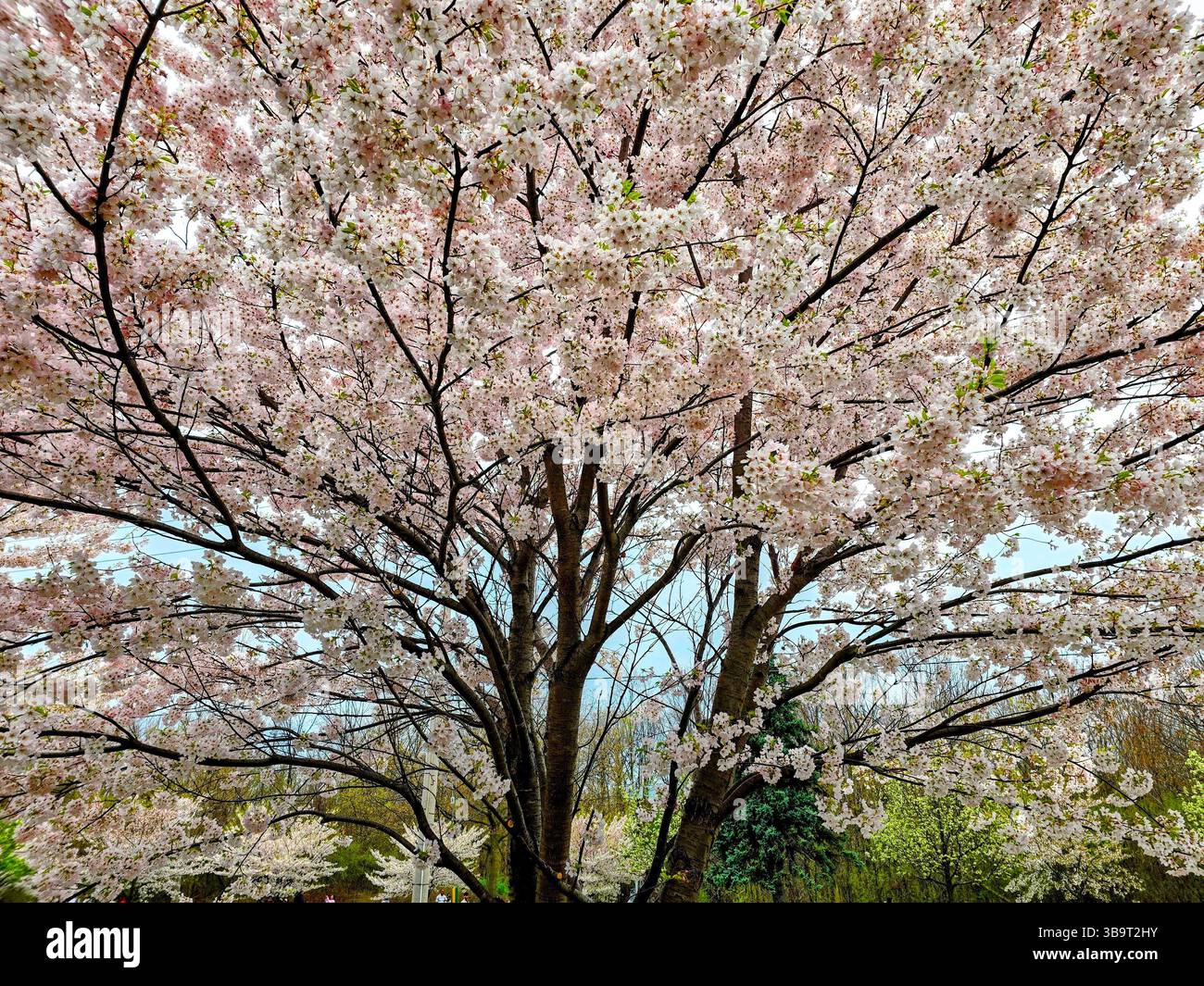 Full bloom cherry blossom tree branches densely covered with delicate ...
